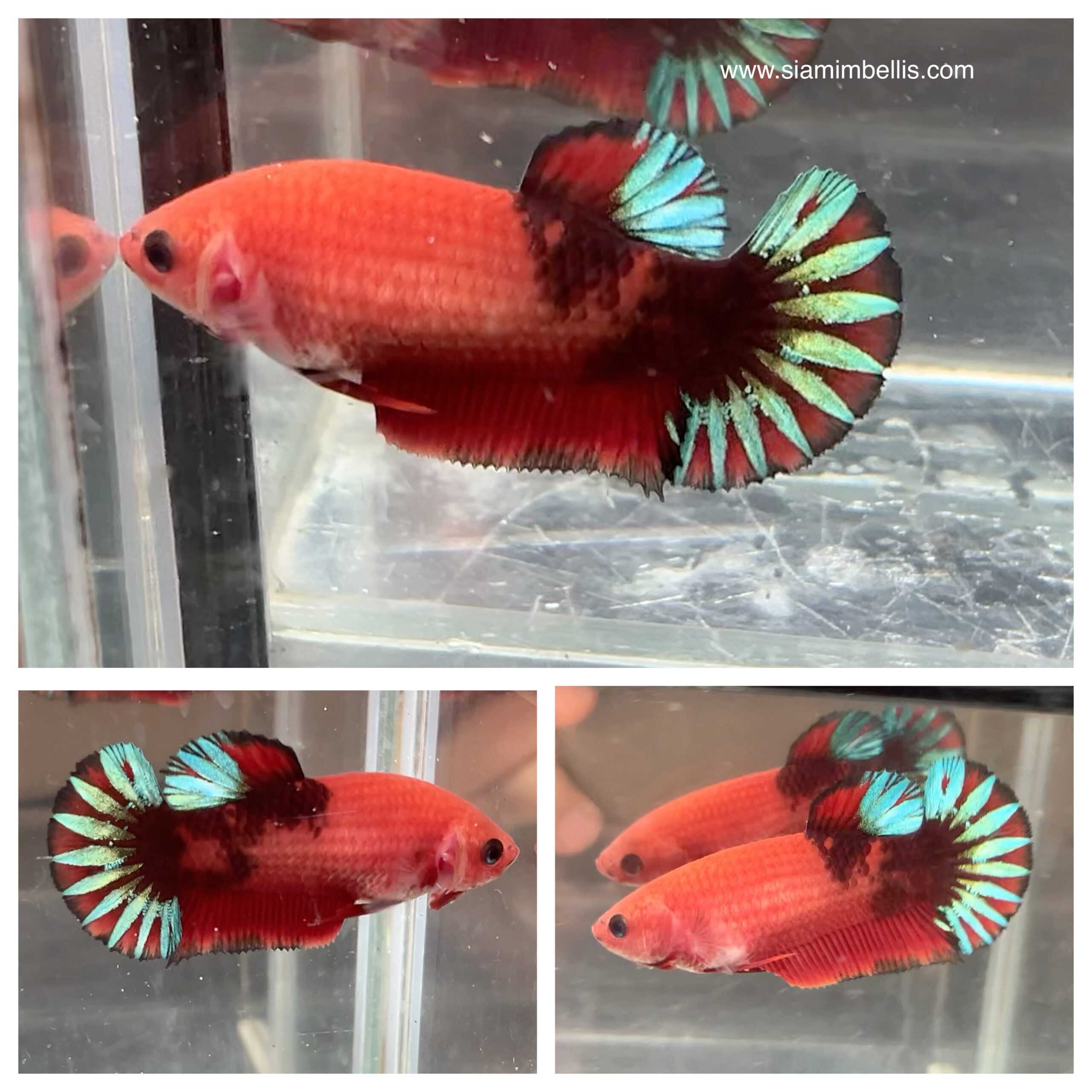 Hellboy HMPK Female #2 - Siamimbellis